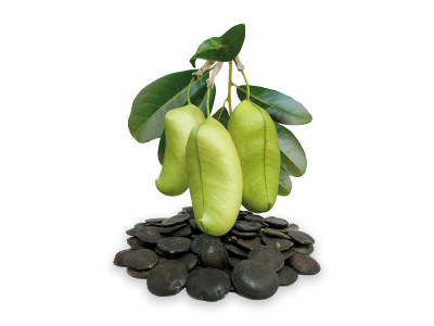 Griffonia Simplicifolia, una respuesta natural a la depresión